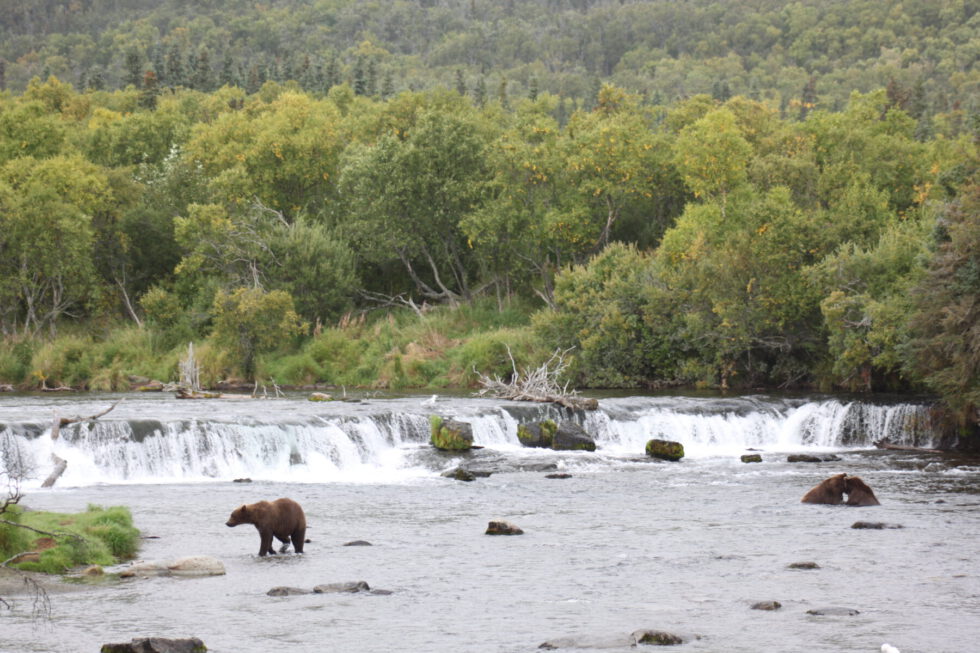 Beren & bizons: de beste plek om ze te spotten - Visit USA The Netherlands